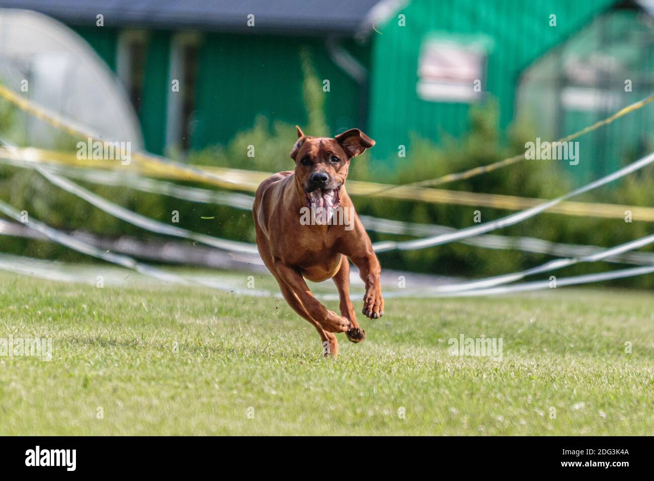 Dog running in the green field on lure coursing competition Stock Photo ...