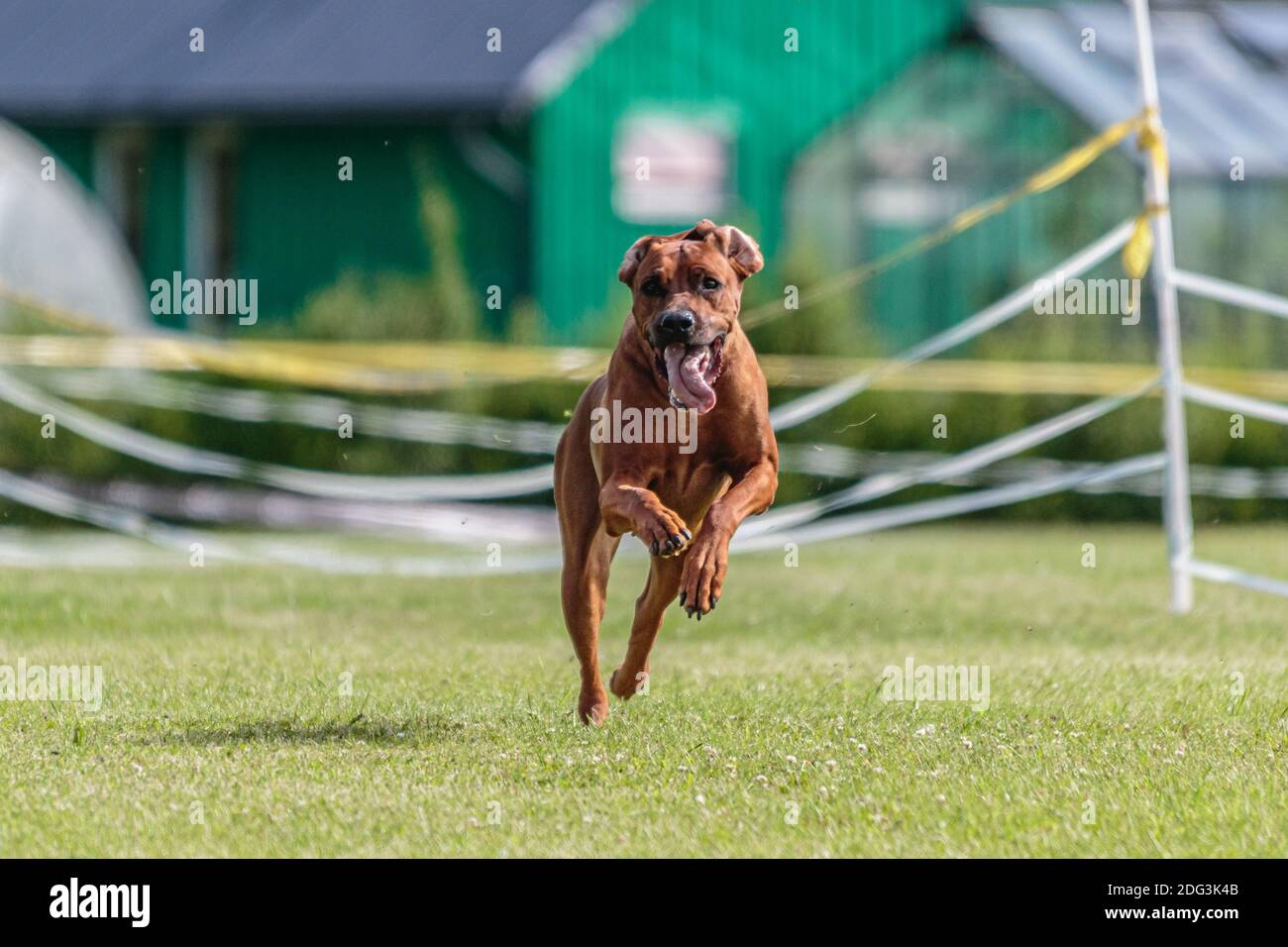 Dog running in the green field on lure coursing competition Stock Photo ...