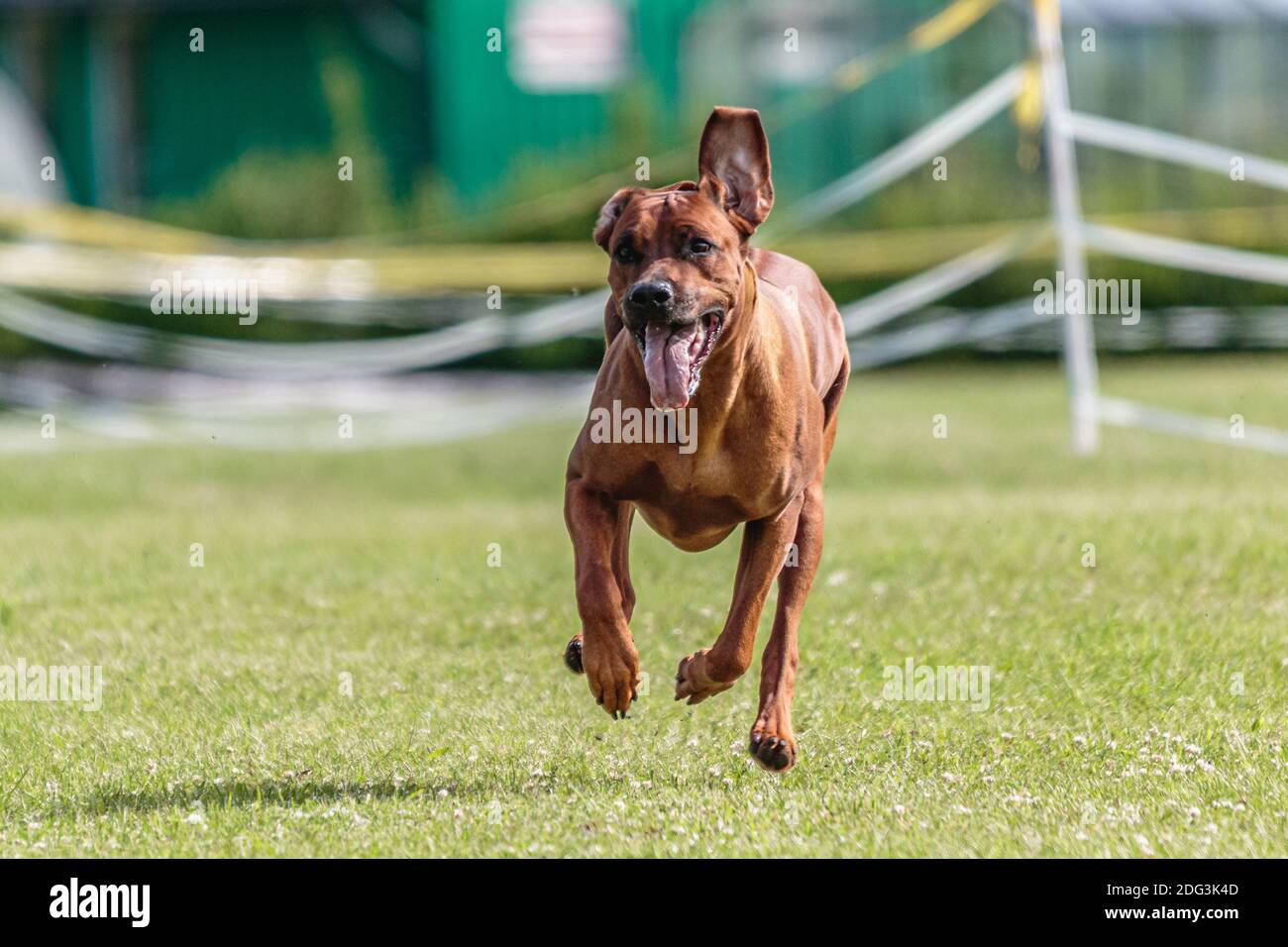 Dog running in the green field on lure coursing competition Stock Photo ...