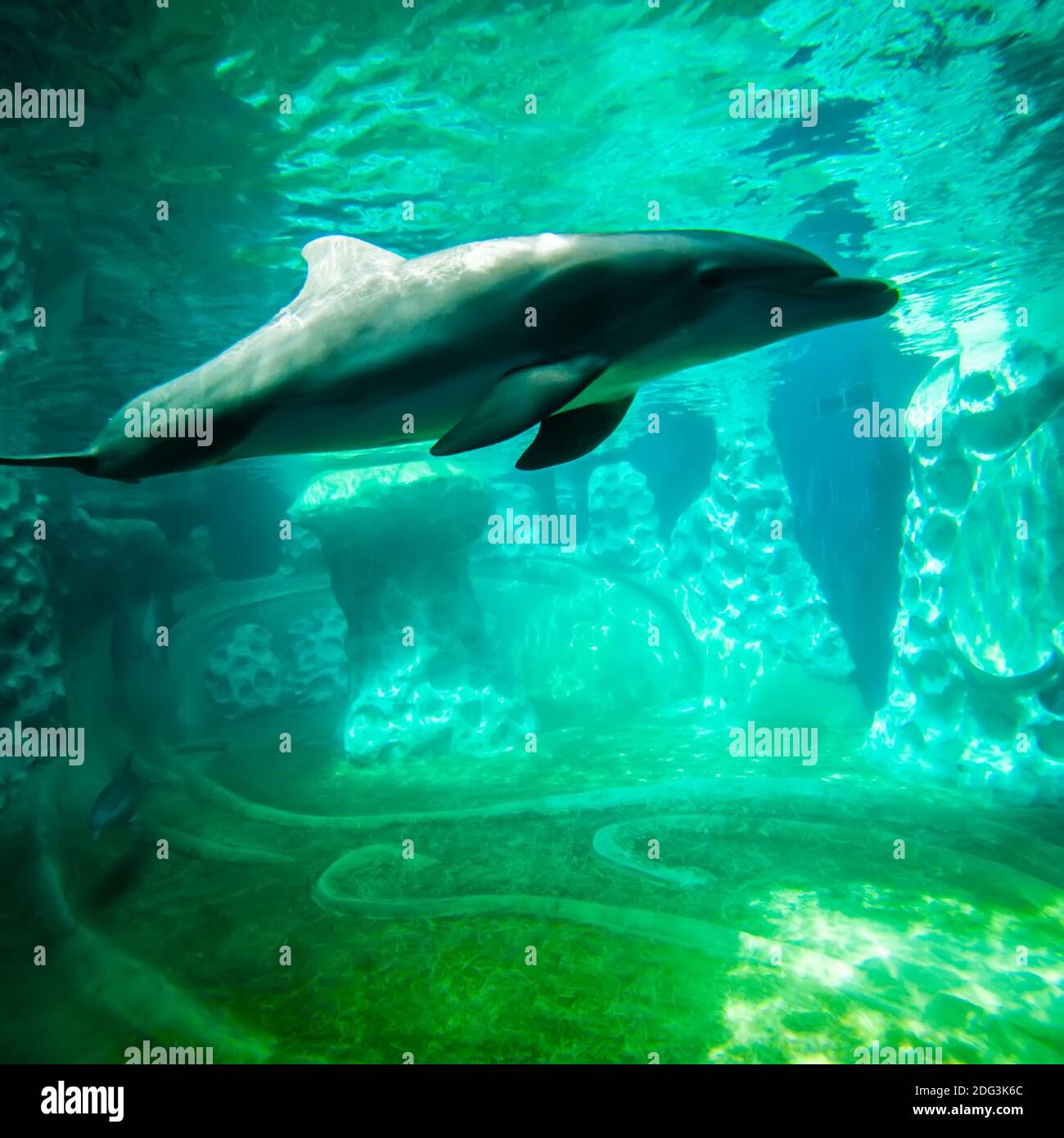 Dolphin posing for a camera closeup Stock Photo - Alamy