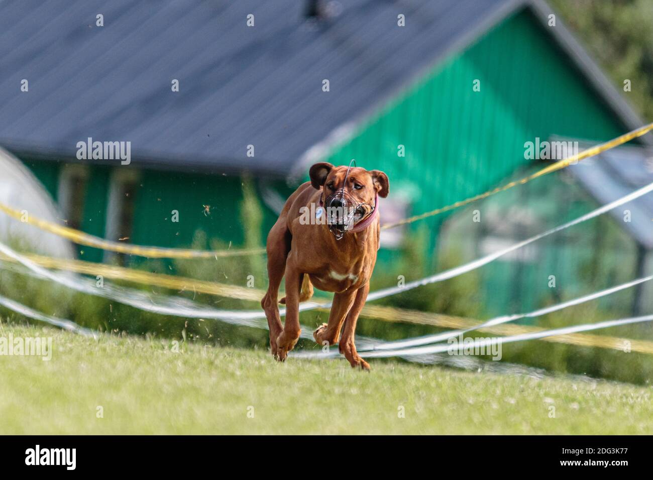 Dog running in the green field on lure coursing competition Stock Photo ...