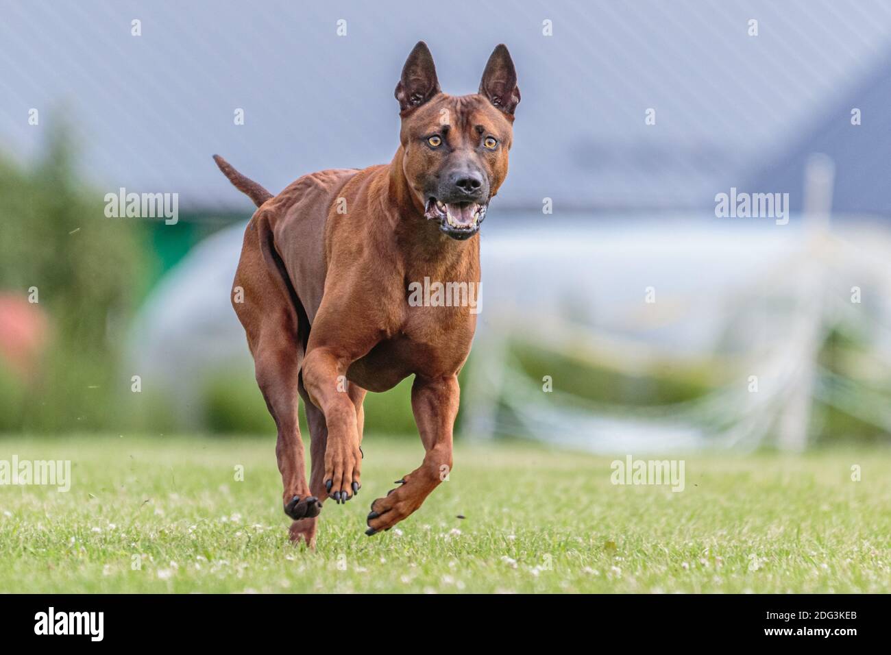 Thai Ridgeback dog running in the green field on lure coursing ...