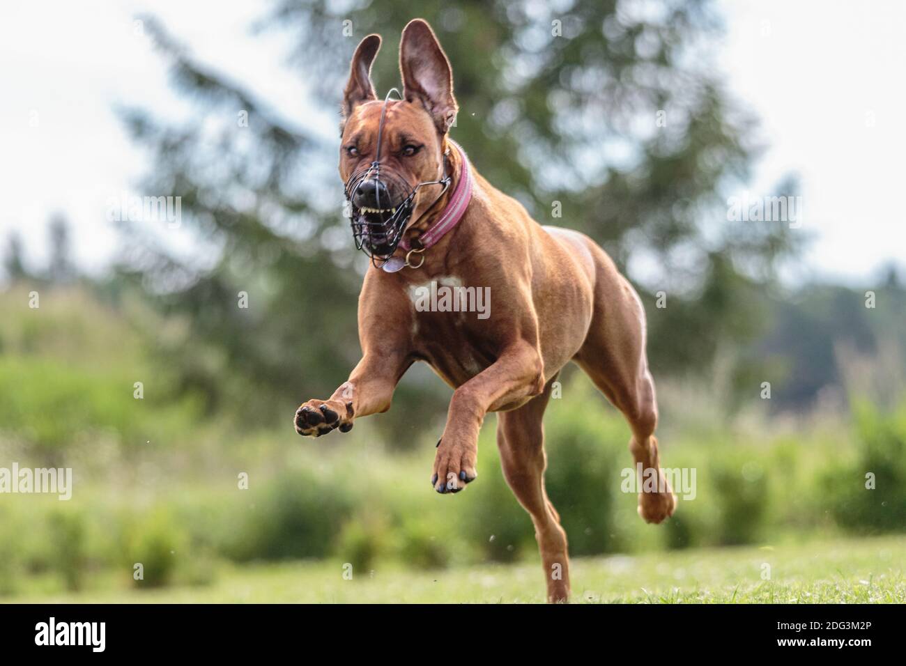 Dog running in the green field on lure coursing competition Stock Photo ...