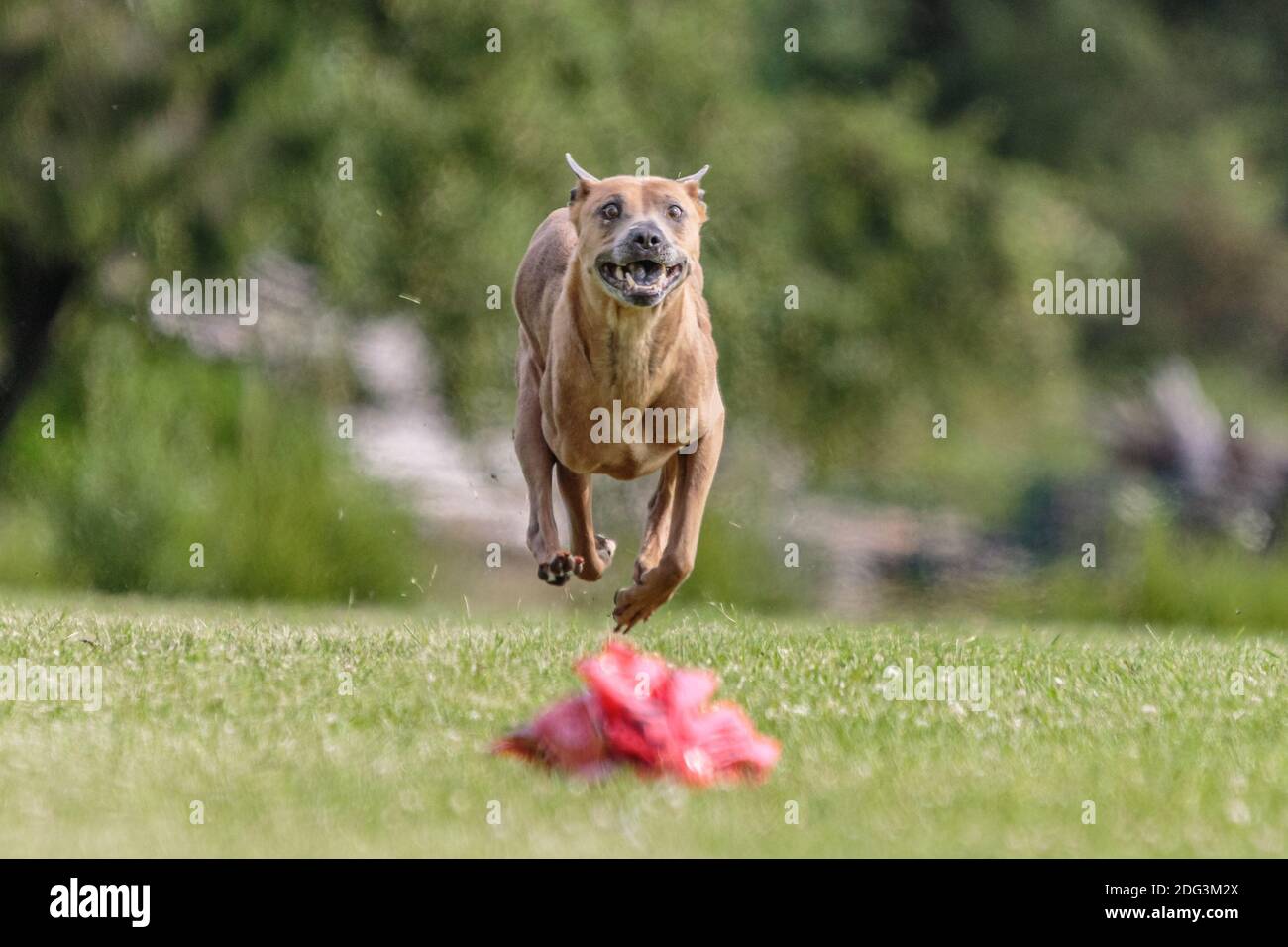 Thai Ridgeback dog running in the green field on lure coursing ...