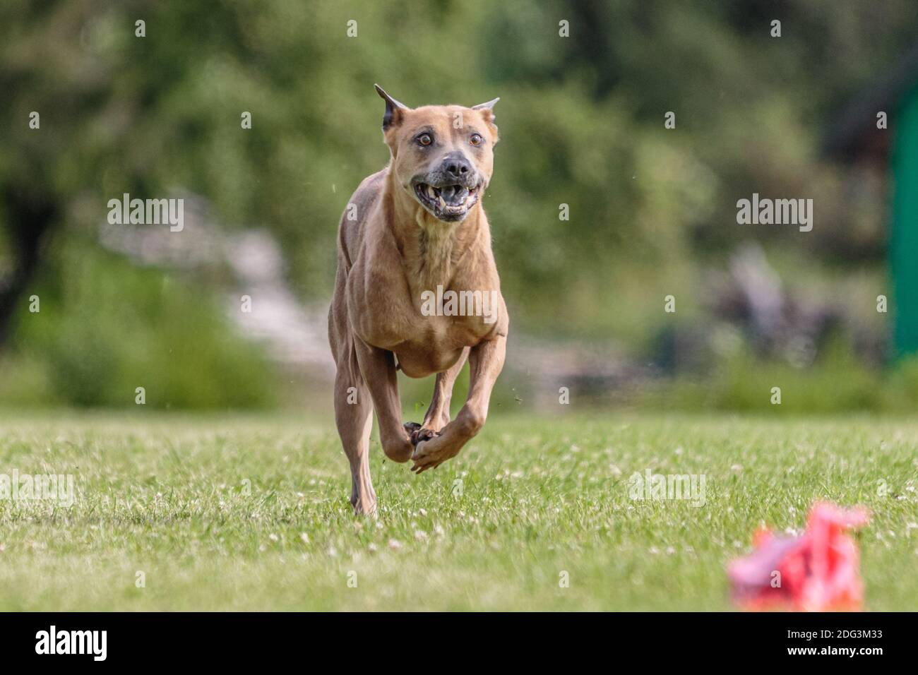 Thai Ridgeback dog running in the green field on lure coursing ...