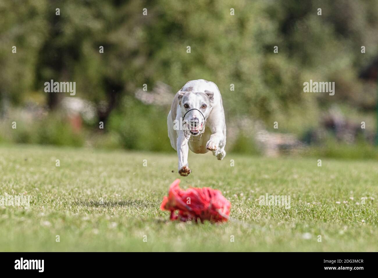 Whippet racing lure coursing hi-res stock photography and images - Alamy