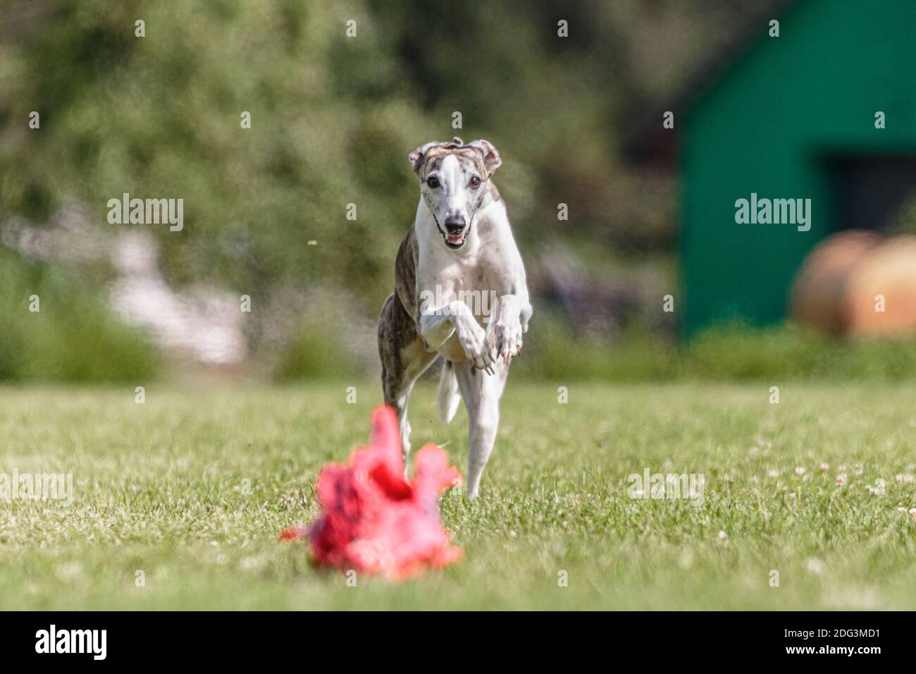 Whippet dog running in the green field on lure coursing competition ...
