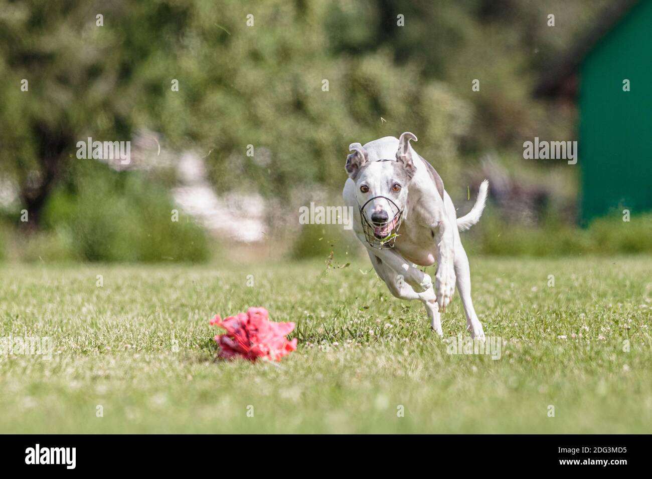 Whippet racing lure coursing hi-res stock photography and images - Alamy