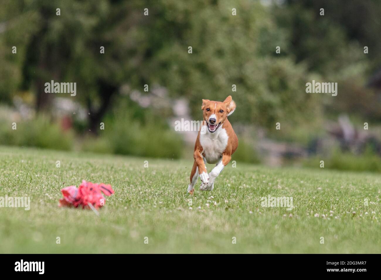 Basenji dog running in the green field on lure coursing competition ...