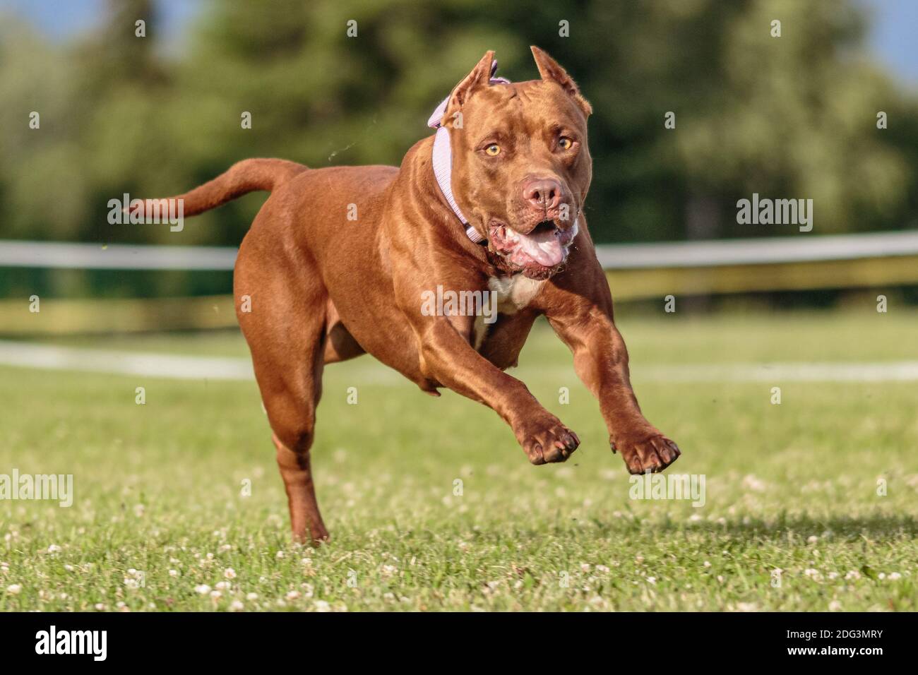 Pit training hi-res stock photography and images - Alamy