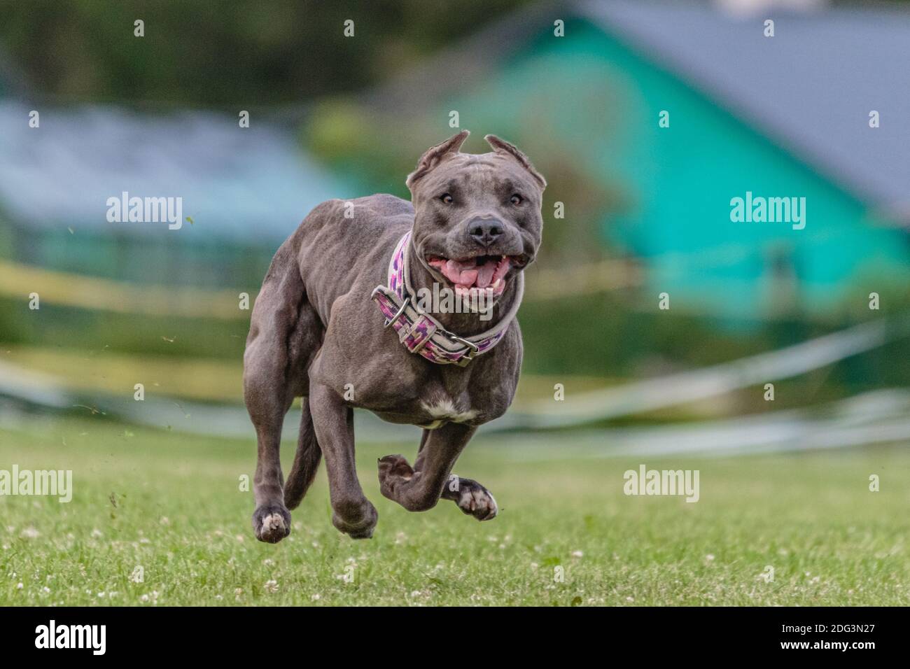 American Pit Bull Terrier running in the green field on lure coursing ...
