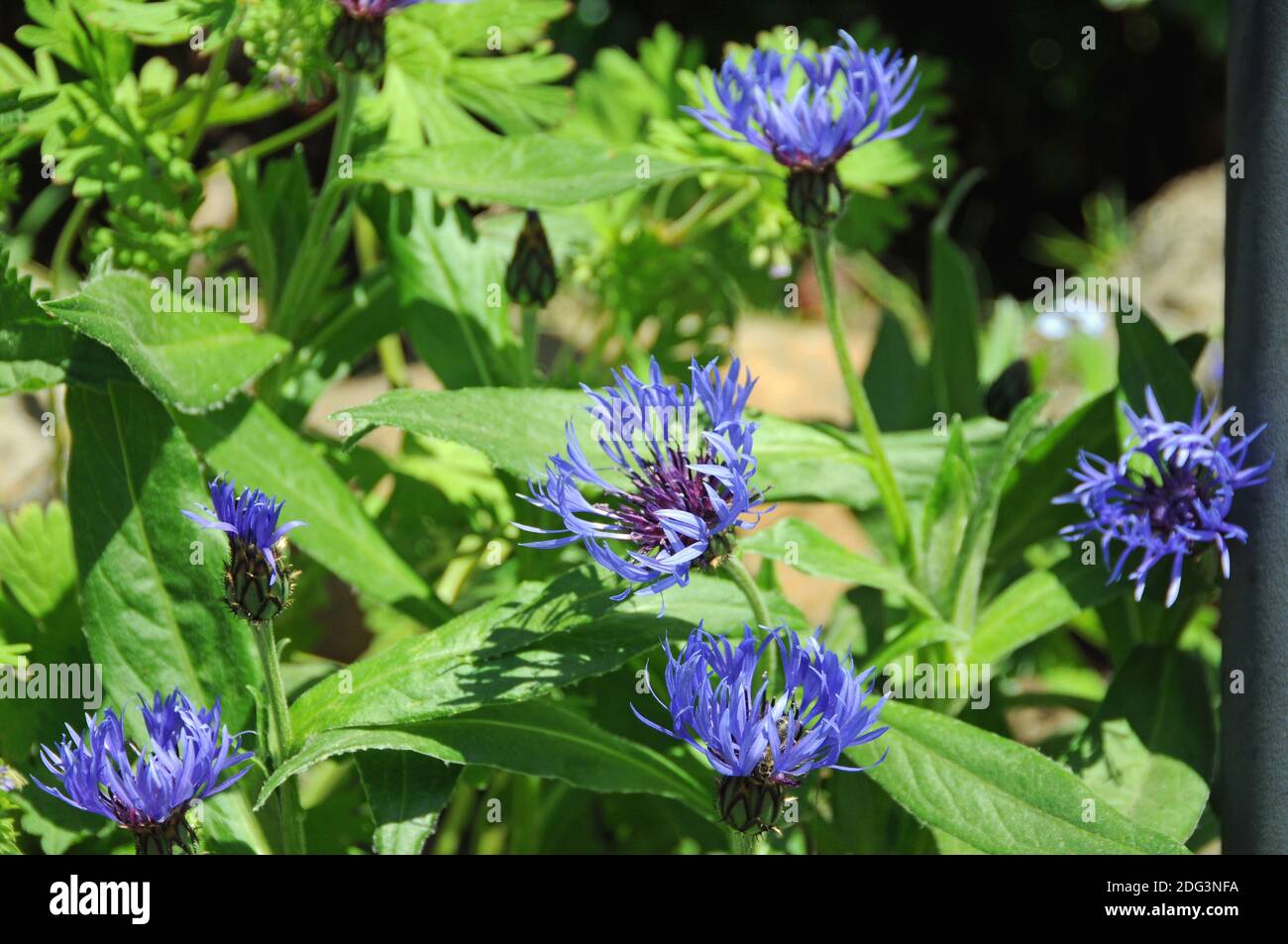 Fascination hi-res stock photography and images - Alamy