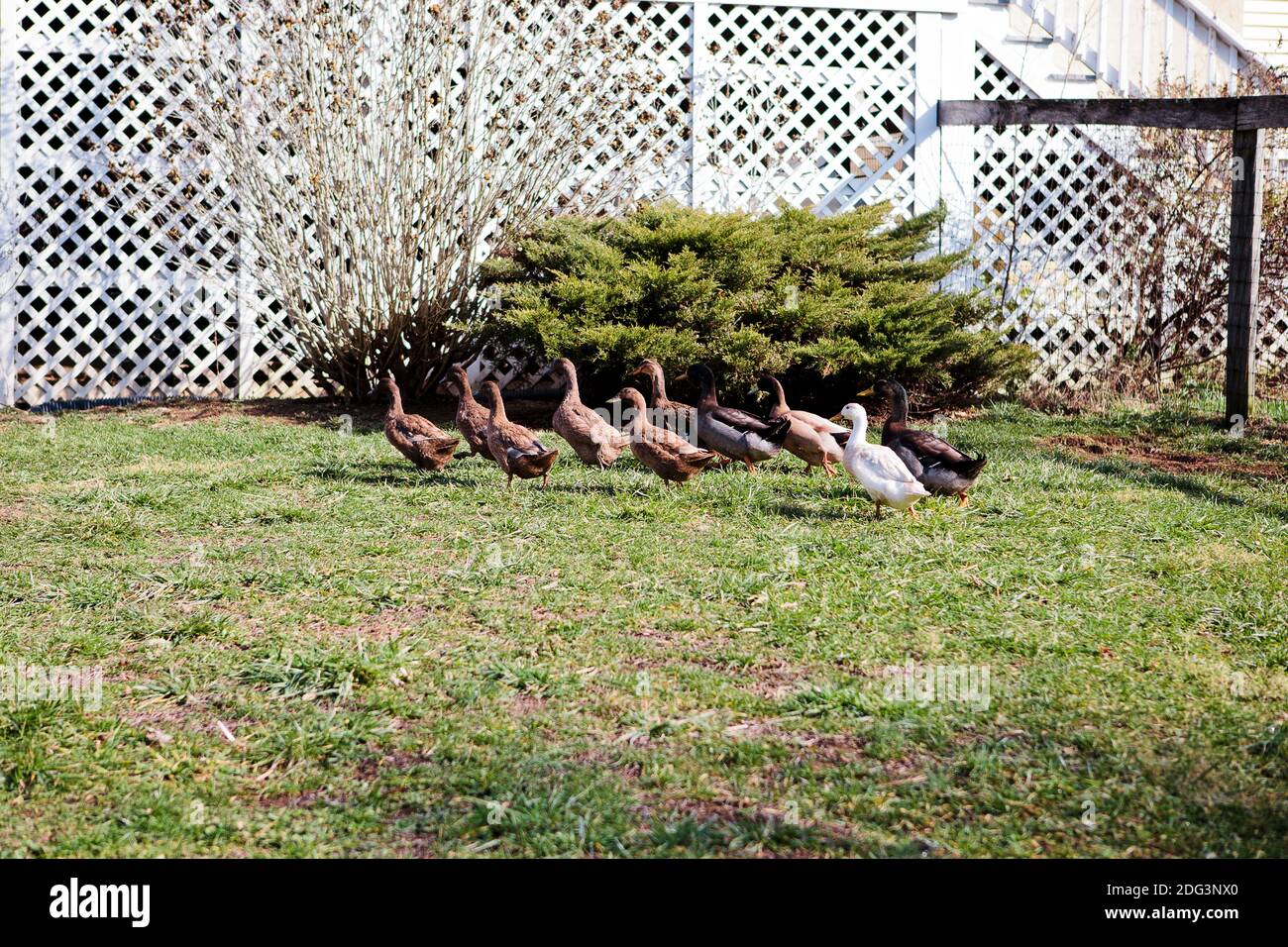 Flock of Ducks in a yard Stock Photo - Alamy