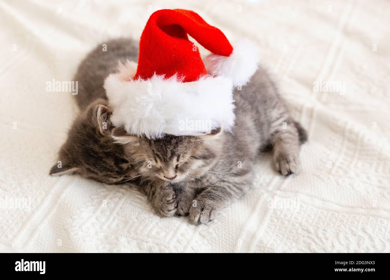 Cute tabby kittens sleeping together in christmas hat. Santa Claus hat ...