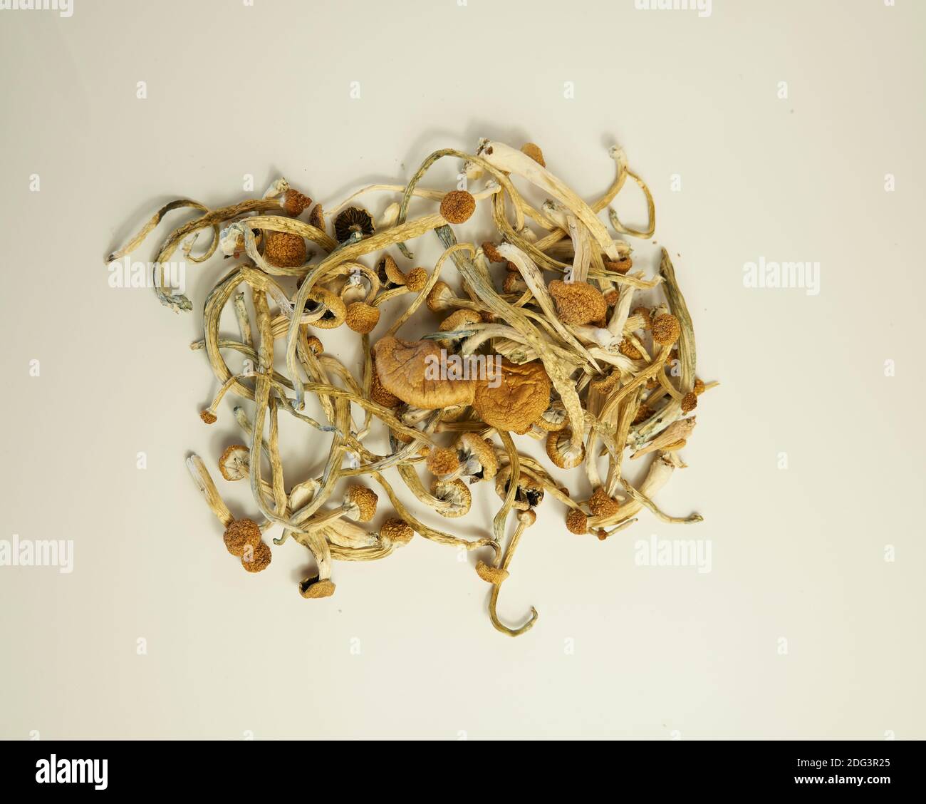 Dried Psilocybin Mushrooms on white background Stock Photo - Alamy