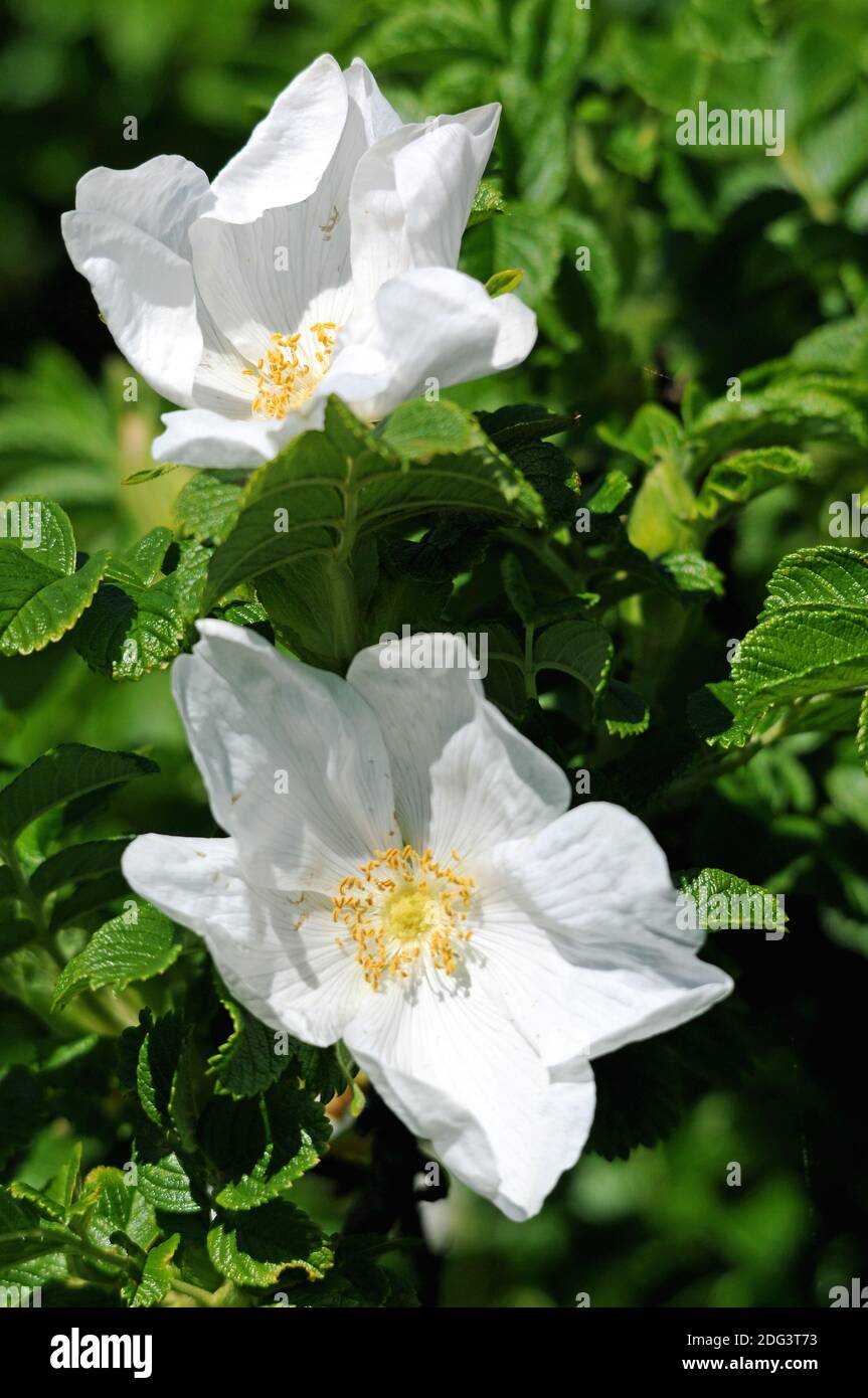 Sylterrose hi-res stock photography and images - Alamy