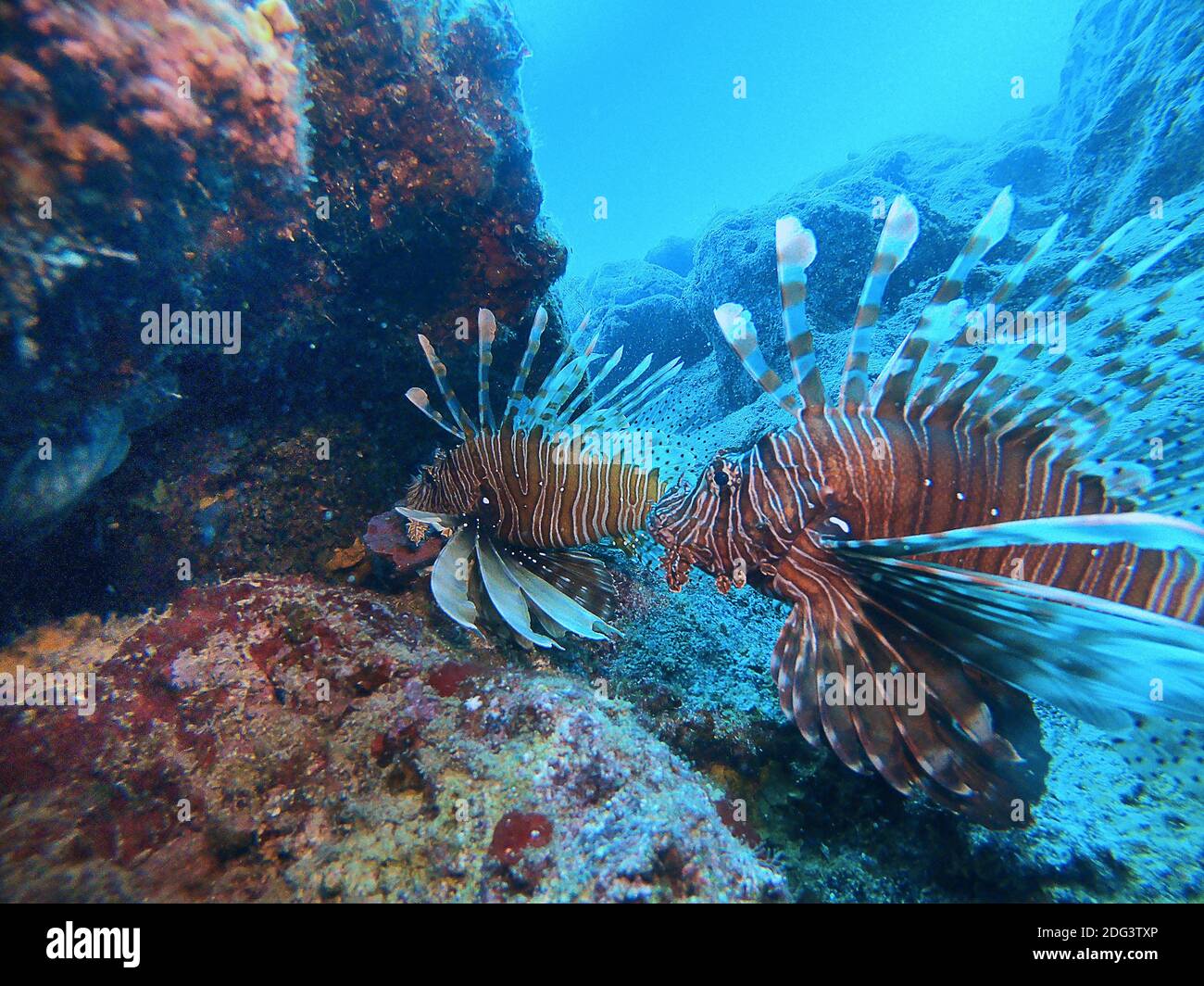 Two Lion fish. Antalya KaÅŸ Turkey Stock Photo - Alamy