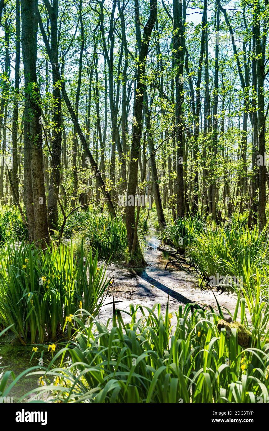 Swamp area hi-res stock photography and images - Alamy