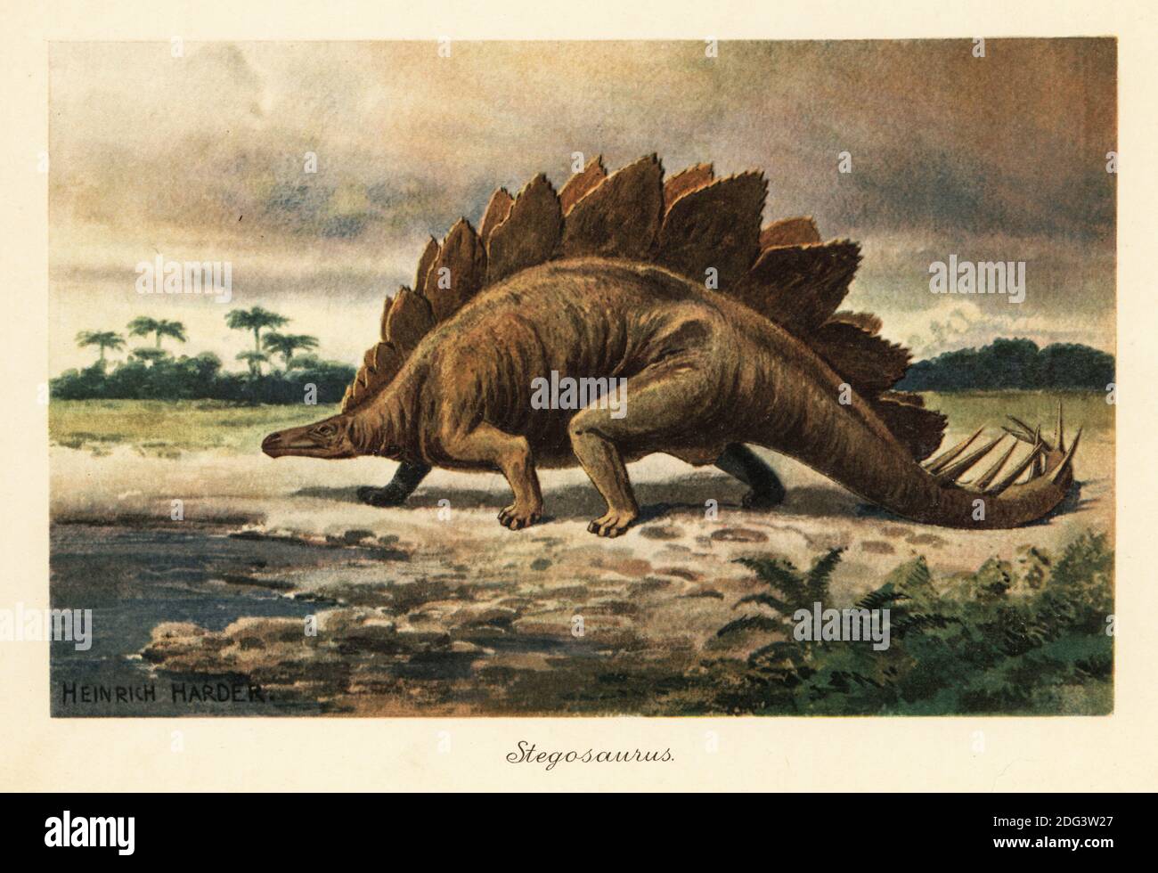 Stegosaurus heinrich harder hi-res stock photography and images - Alamy