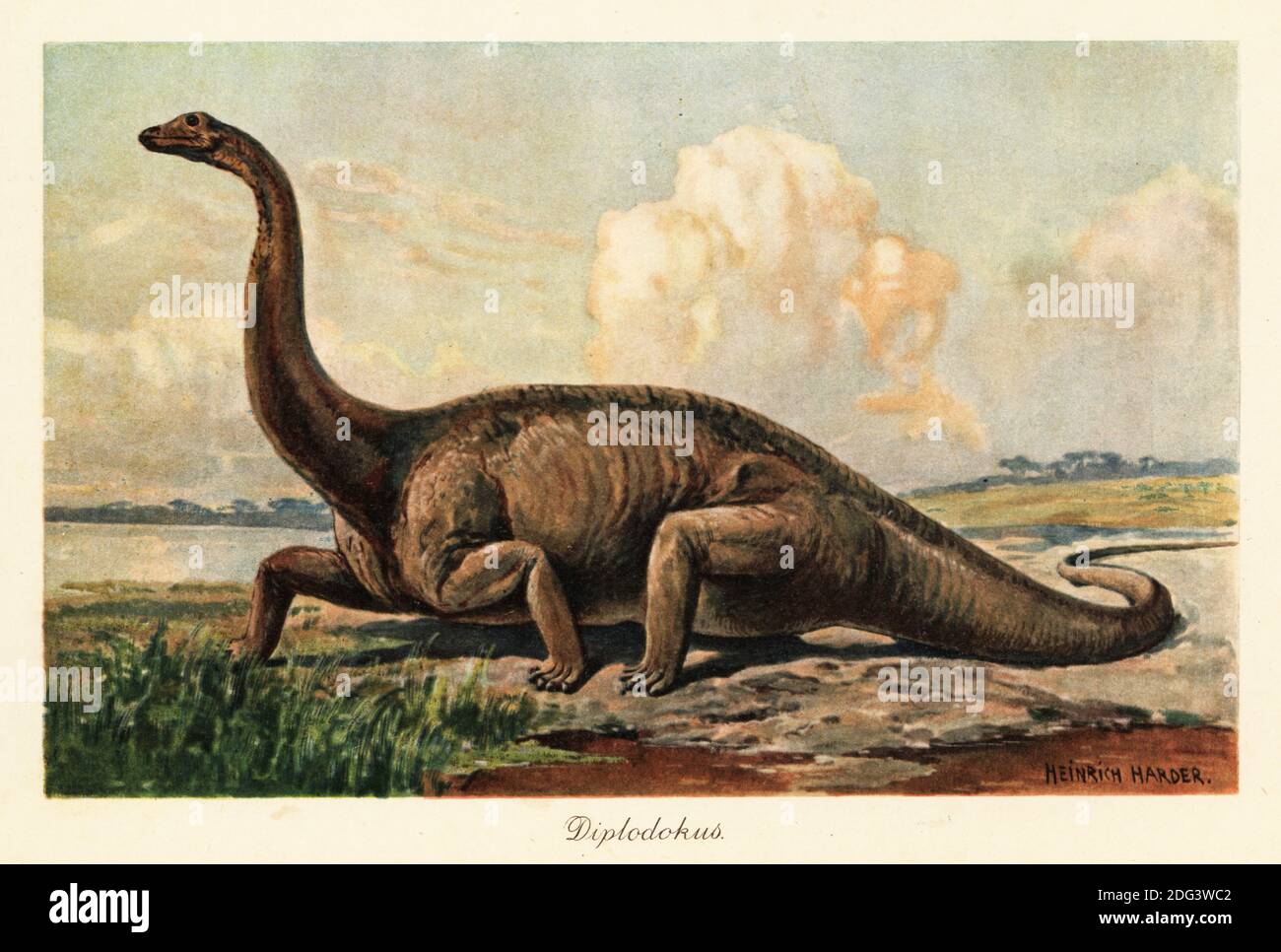 Extinct Diplodocus longus on the plains. Diplodocus, genus of ...