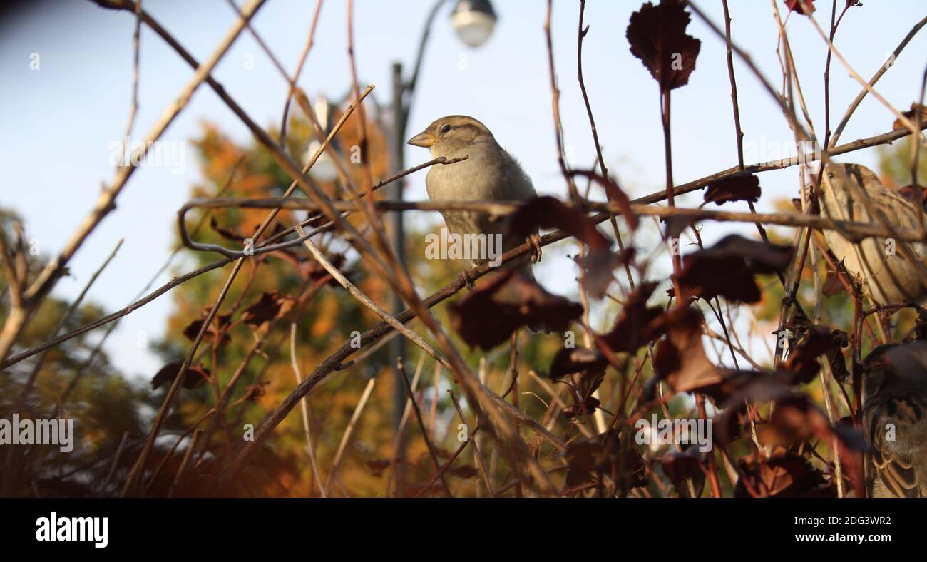 little bird on a tree Stock Photo - Alamy