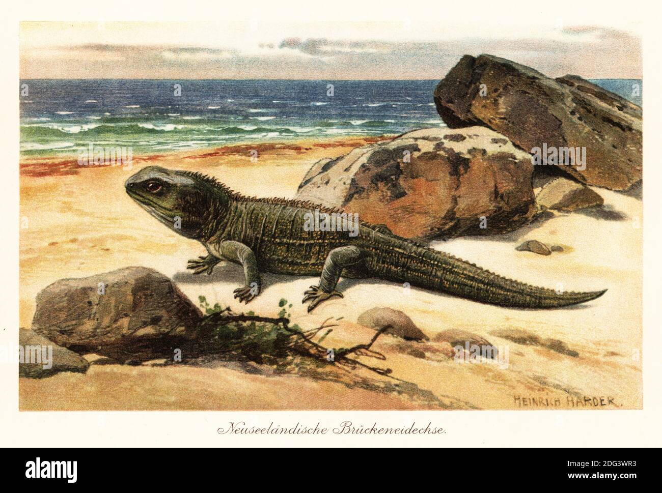 Reptiles illustration not comic hi-res stock photography and images - Alamy