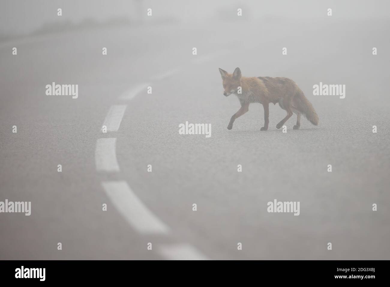 Red fox crossing asphalt road with middle line in mist Stock Photo - Alamy