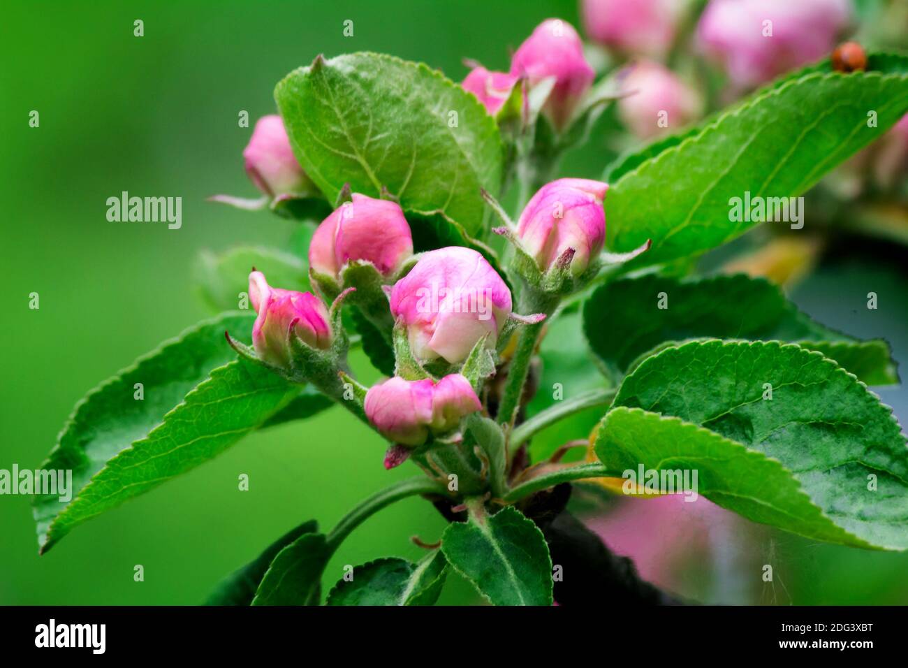 Buds of flowers of an apple-tree and leaves on an Stock Photo - Alamy