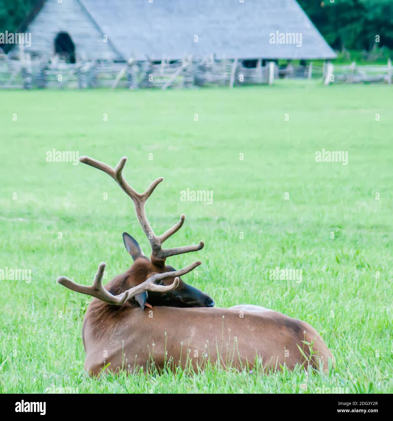 Bull elk in mountains hi-res stock photography and images - Alamy