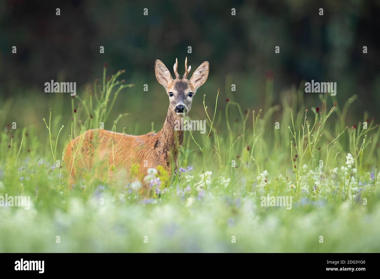 Surprised roe deer buck hiding in tall vegetation and looking into ...
