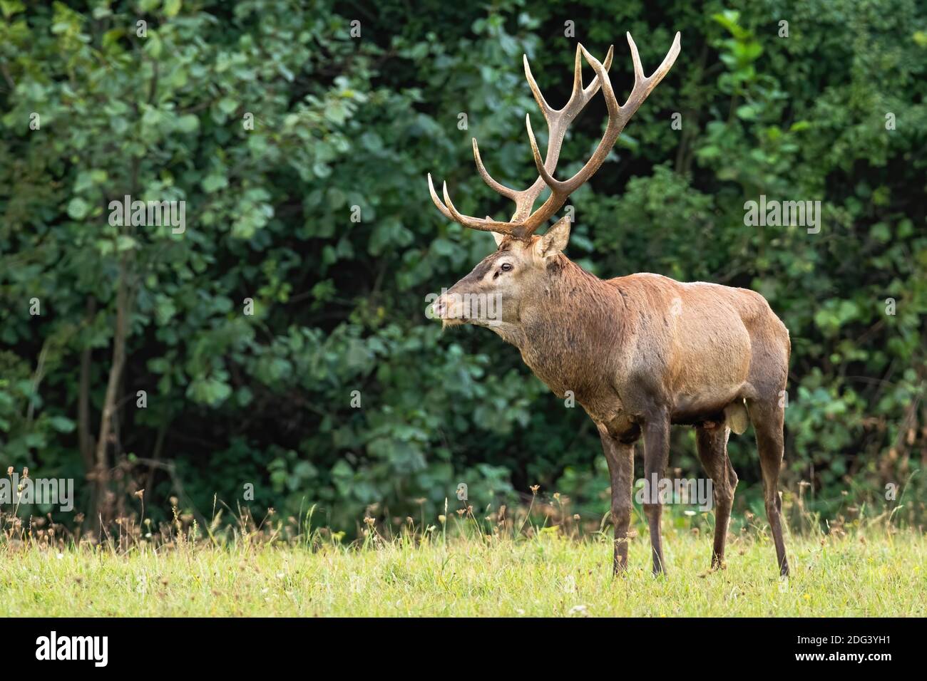 Dominant red deer stag standing on a glade from front view with copy ...