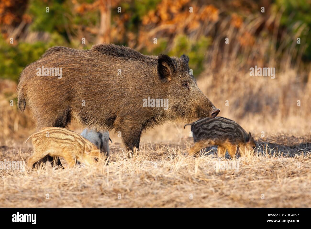 Baby Mum Wild Boar High Resolution Stock Photography and Images - Alamy