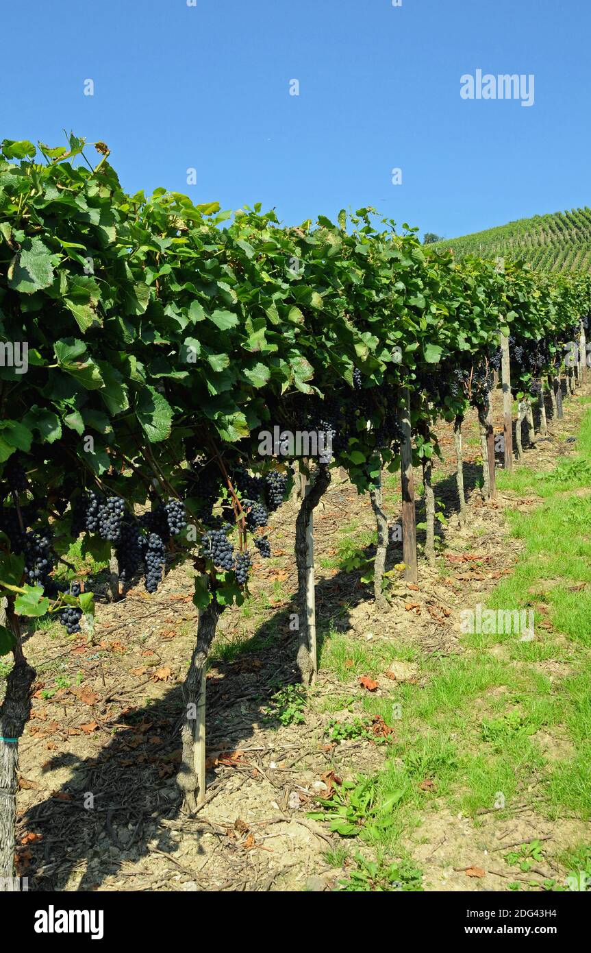 Vineyard wine growing hi-res stock photography and images - Alamy