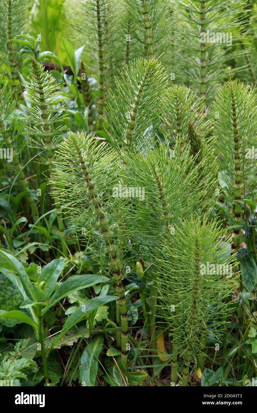 Common horsetail fern ( Equisetum arevense ) in deep forest, Otter ...