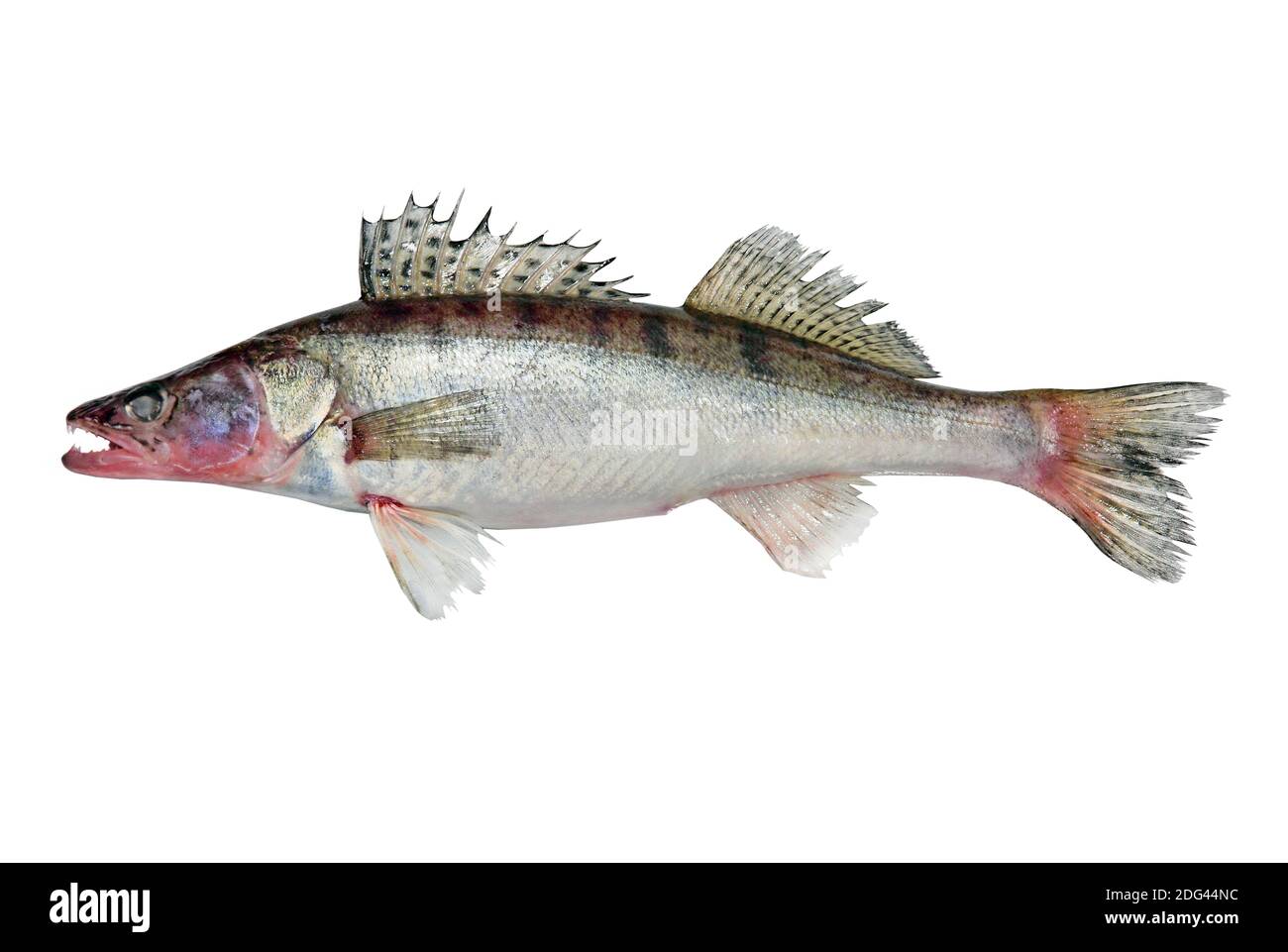 Walleye underwater hi-res stock photography and images - Alamy