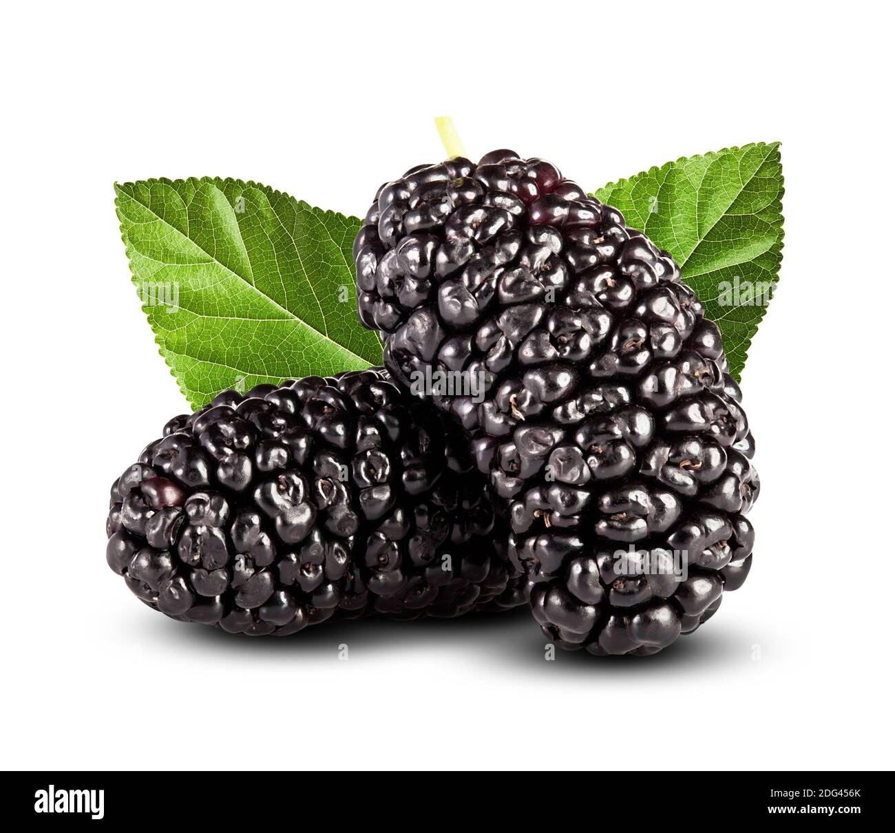 Mulberry nutrition hi-res stock photography and images - Alamy