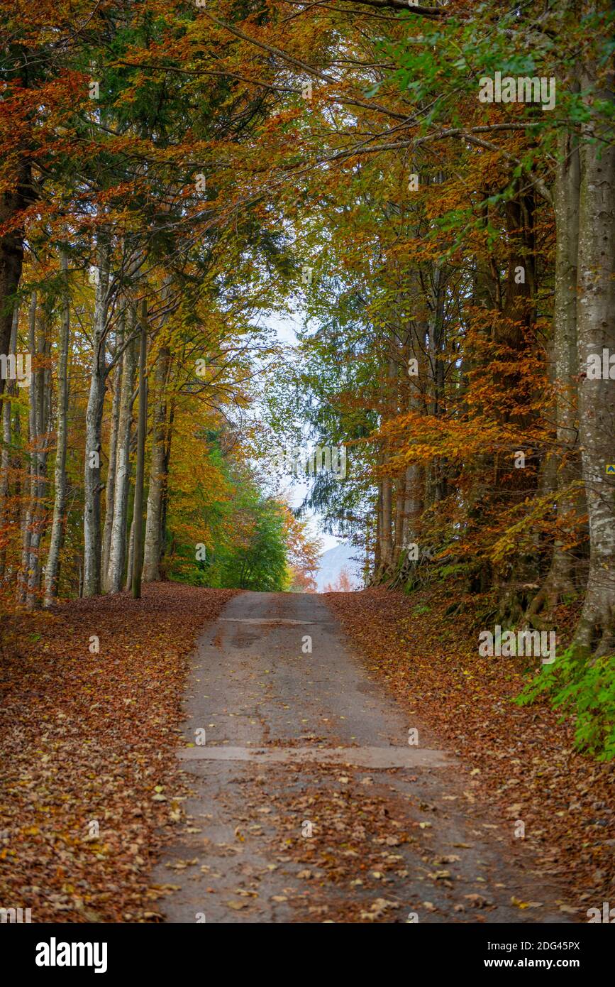 bright colors of the forest in autumn Stock Photo - Alamy
