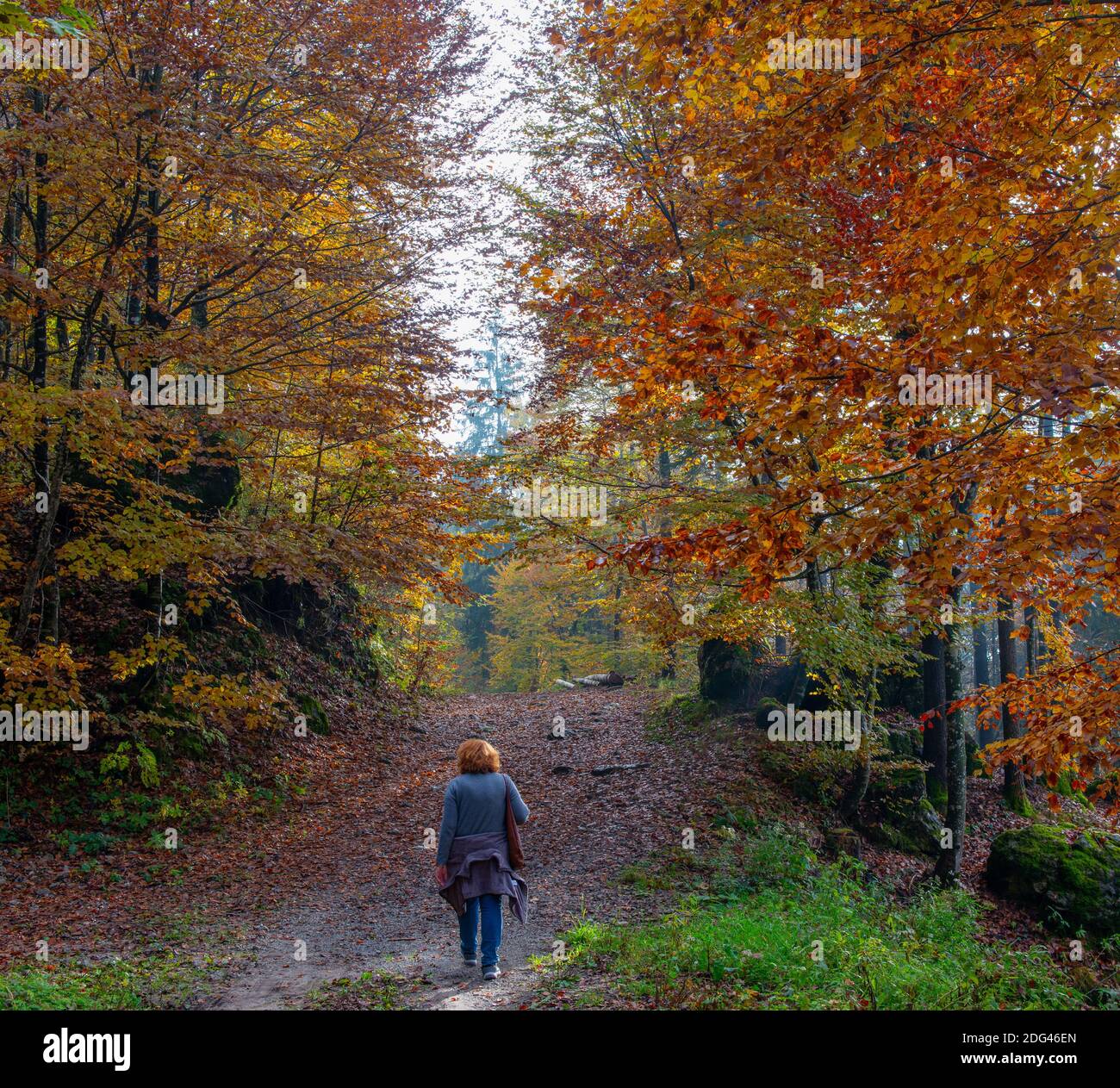 bright colors of the forest in autumn Stock Photo - Alamy
