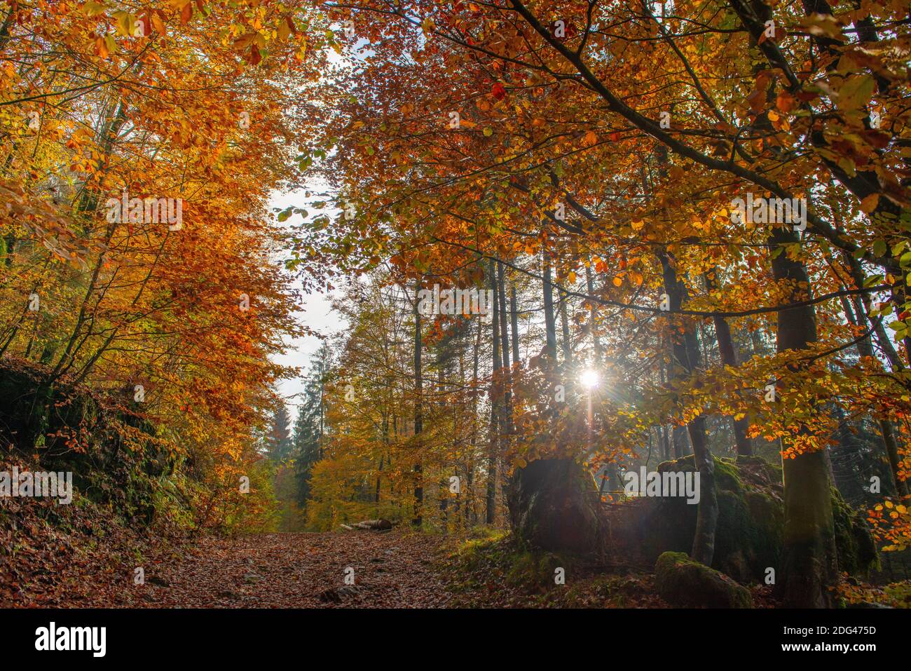 bright colors of the forest in autumn Stock Photo - Alamy