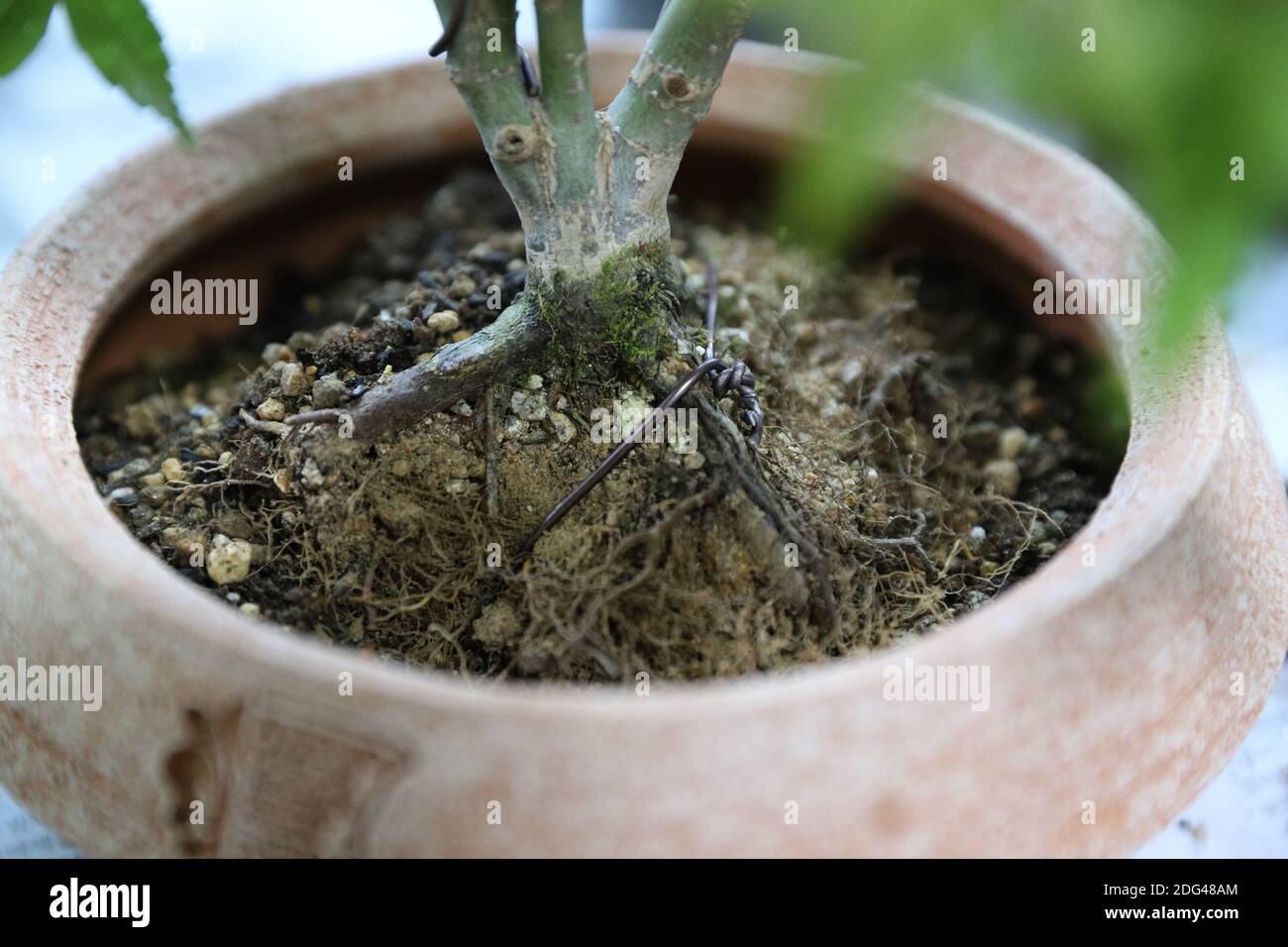 Bonsai maple tree in a clay pot Stock Photo - Alamy