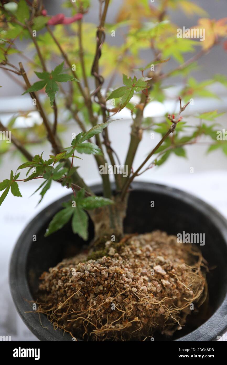 Bonsai maple tree in a clay pot Stock Photo - Alamy