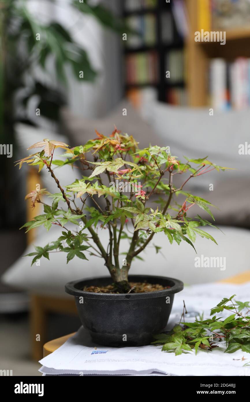 Bonsai maple tree in a clay pot Stock Photo - Alamy