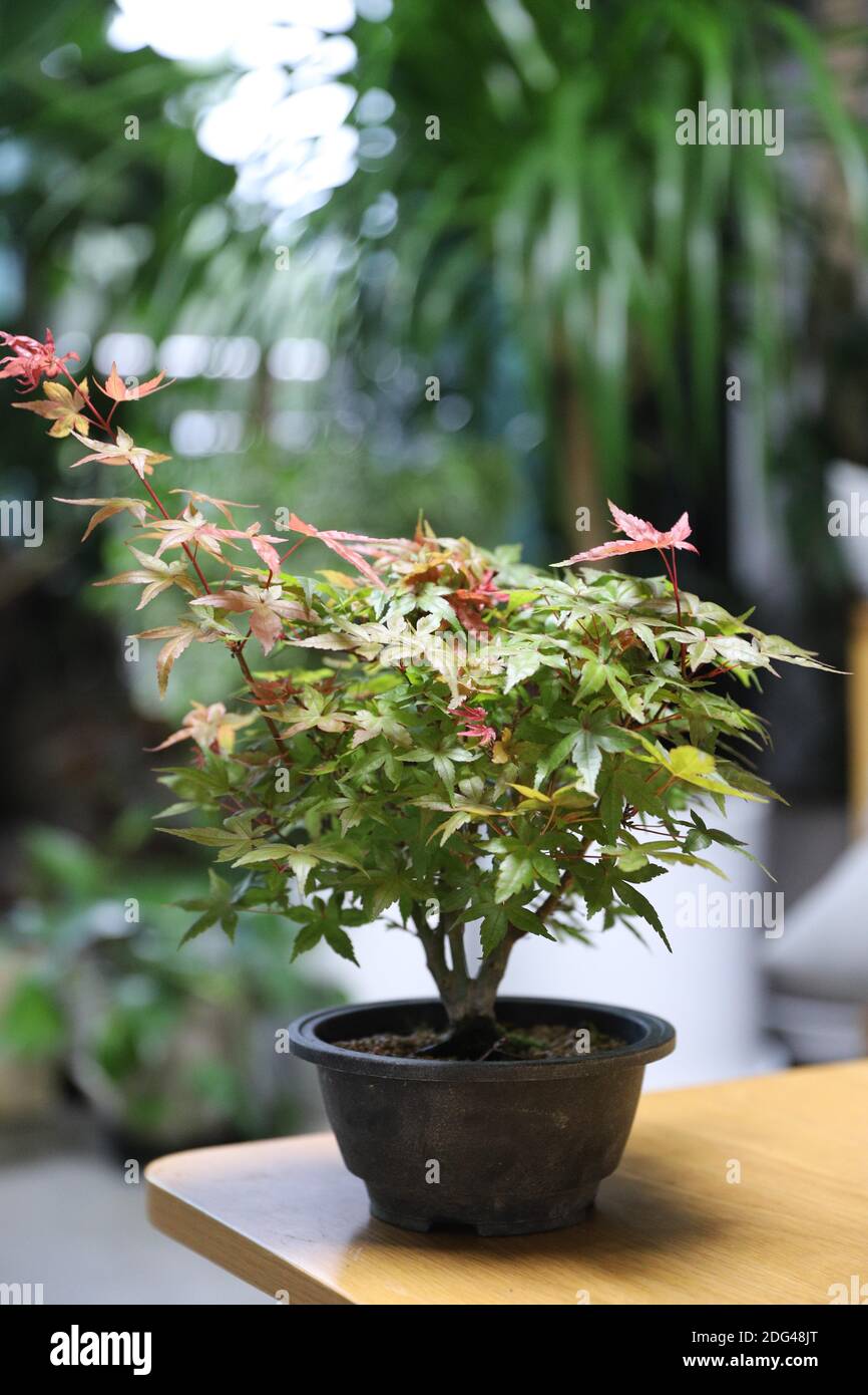 Bonsai maple tree in a clay pot Stock Photo - Alamy