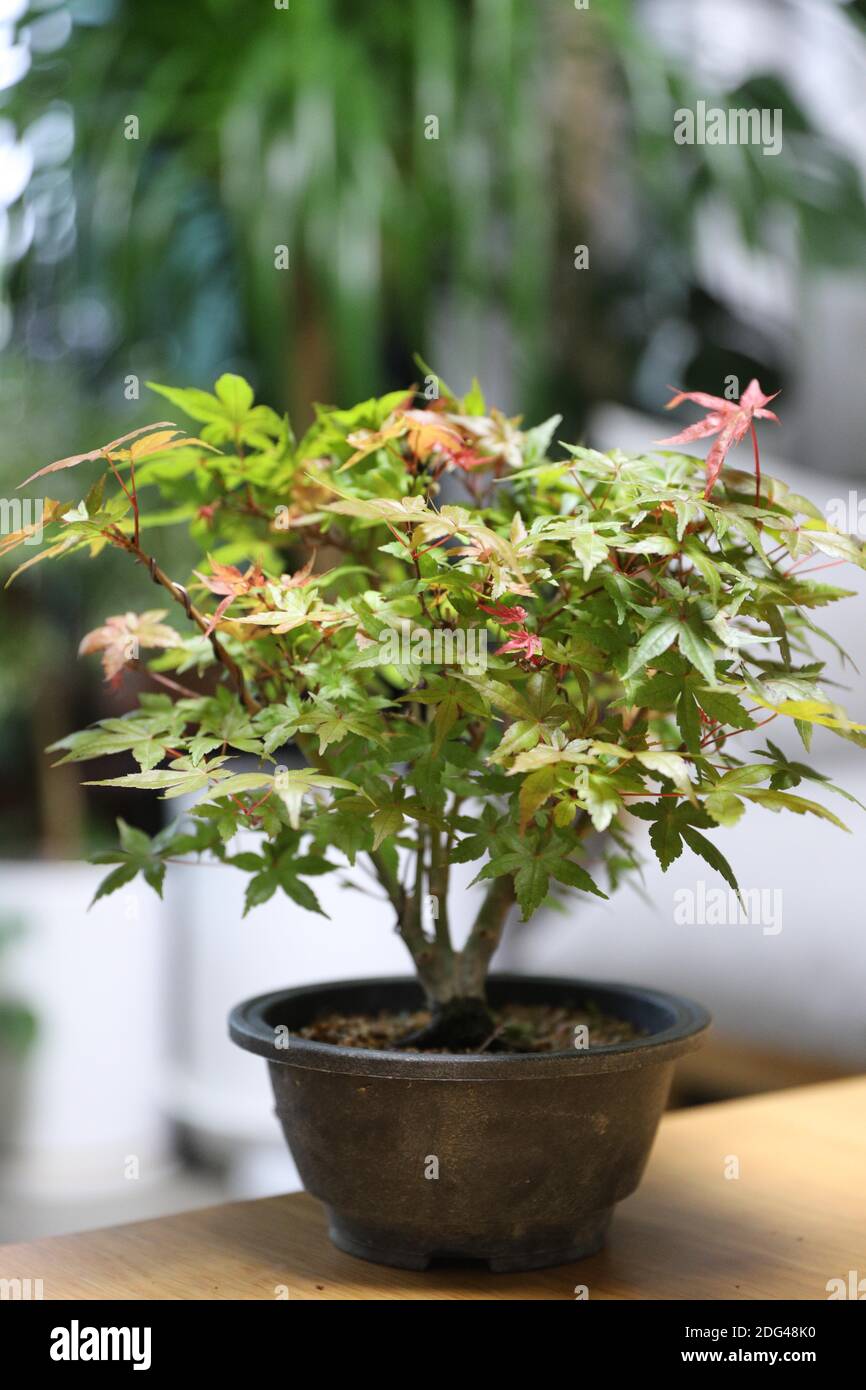 Bonsai maple tree in a clay pot Stock Photo - Alamy