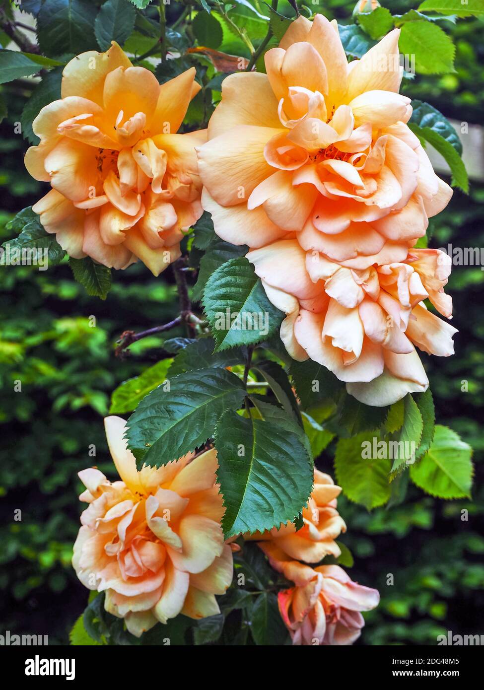 Beautiful peach coloured climbing rose blooms, slightly wilted, in a ...