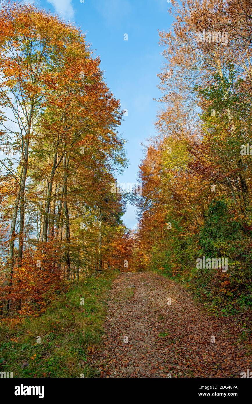 bright colors of the forest in autumn Stock Photo - Alamy