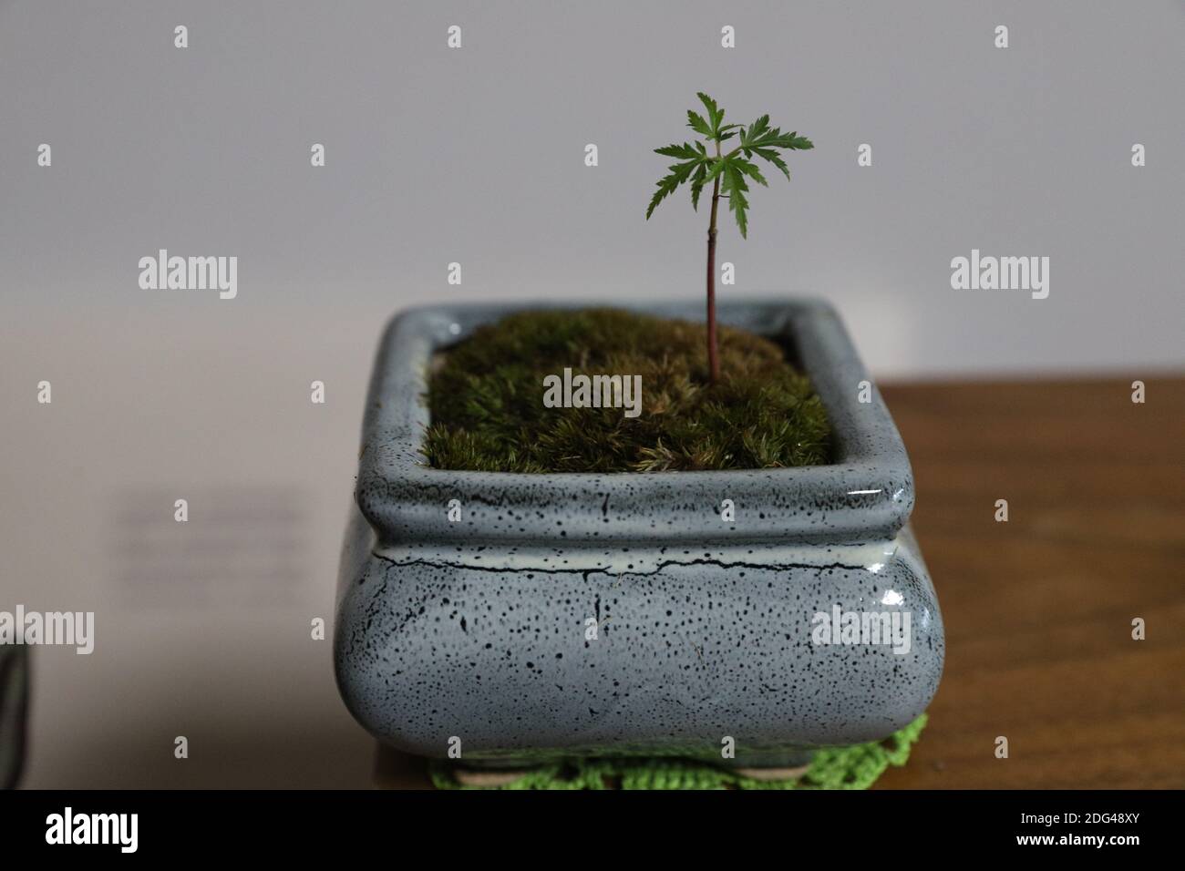Bonsai maple tree in a clay pot Stock Photo - Alamy