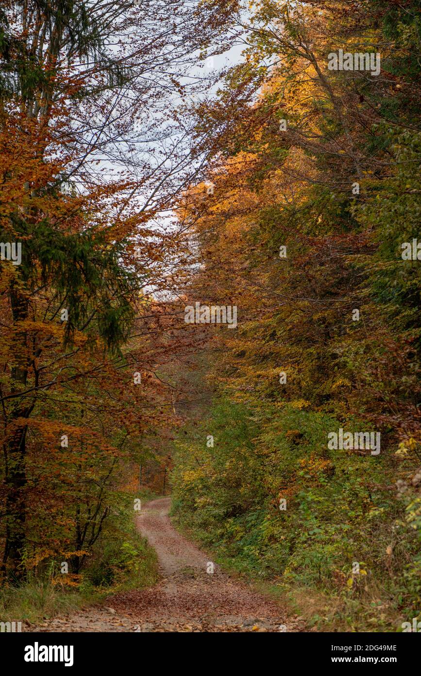 bright colors of the forest in autumn Stock Photo - Alamy