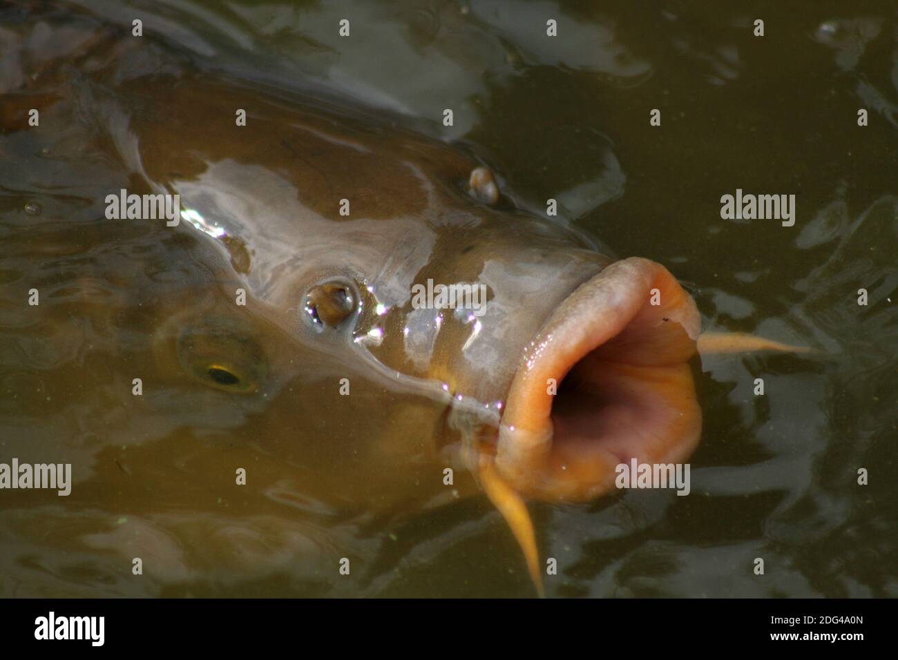 Fish mouth hi-res stock photography and images - Alamy
