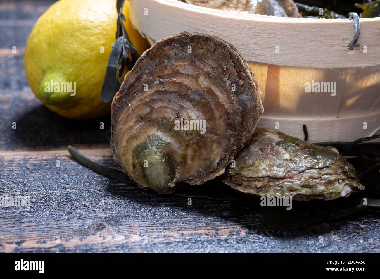 Native oyster ostrea edulis hi-res stock photography and images - Alamy